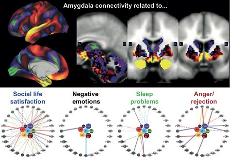 New Research Reveals Relationship Between Particular Brain Circuits And