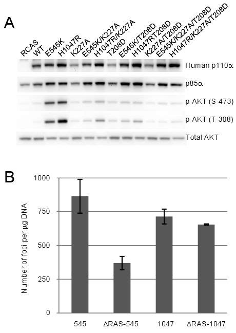 Oncogenic Transformation By The Helical Domain Mutation Depends On Download Scientific Diagram