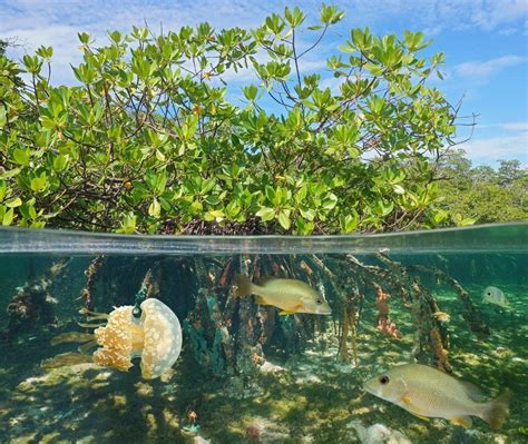 Red Mangrove In Marine Biome
