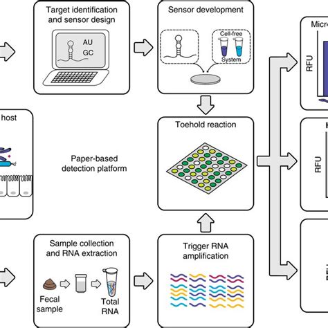 Workflow For Analysis Of Microbiome Samples Using Our Paper Based Download Scientific Diagram