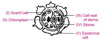 CBSE Class 10 Science Practical Skills Stomata CBSE Sample Papers