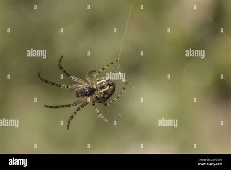 Macro Shot Of A Creepy Spider With Its Sharp Legs On The Spider Web