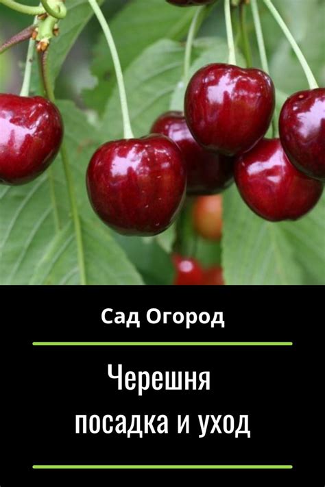 Черешня посадка и уход Естественный сад Фруктовые деревья Черешня