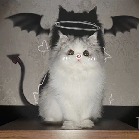 Fluffy Cats Digidia Devil And Angel Cat And Devils Cat Profile