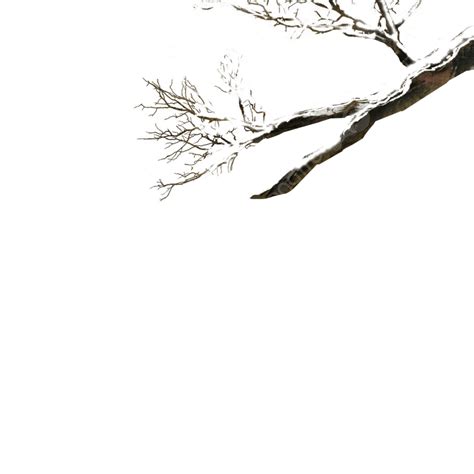 Tree Branches Hd Transparent Tree Branch Crotch Tree Branch Material PNG Image For Free Download