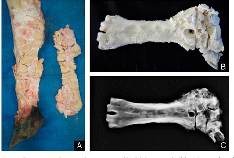 Figure 1 From Parasitic Granulomatous Dermatitis Caused By Pelodera Spp