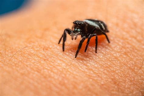 Common Symptoms Of Tick Bite You Need To Know Trendradars