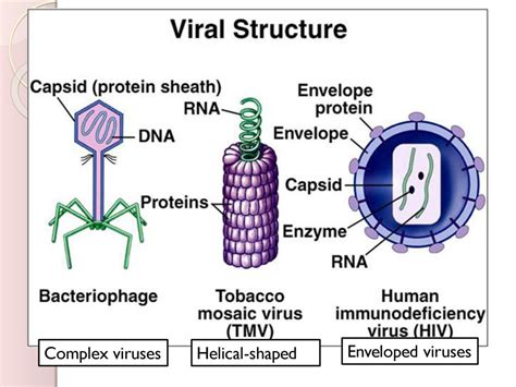 Medical Biotechnology Biol456 Fall Ppt Download