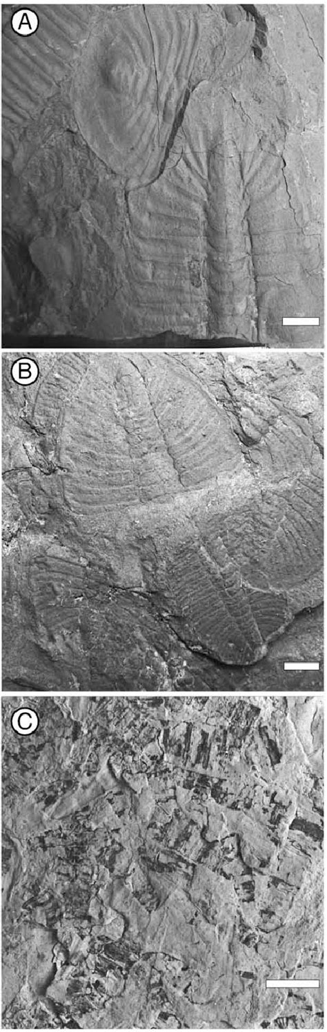 Fossil Assemblages On Bedding Surfaces A Hemirhodon Amplipyge