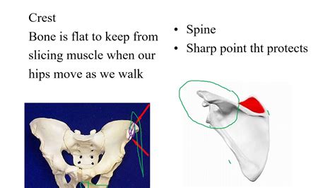 Facet Bone Marking