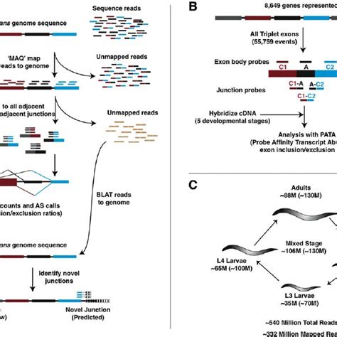 pdf genome wide analysis of alternative splicing in caenorhabditis