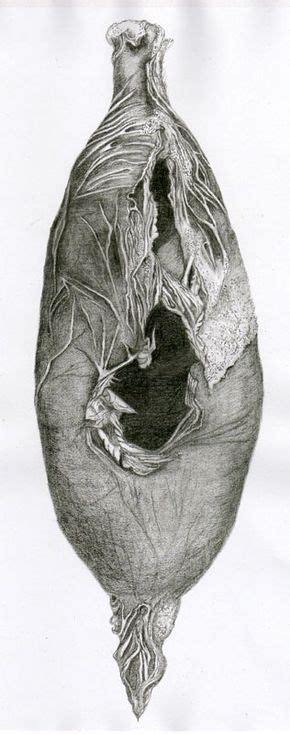 Cocoon Drawing Art Inspiration Drawings Tree Drawing