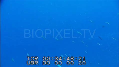 Fish Pelagic Baitfish School Being Attacked By Mackerel 5 On Vimeo