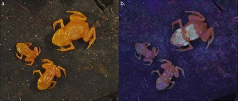Pumpkin Toadlets Bones Revealed To Glow In Patterns