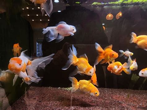 오란다 금붕어 키우기 종류 수명 가격 물갈이 네이버 블로그