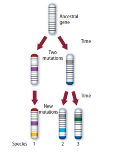 Bio Chapter Test MC Flashcards Quizlet