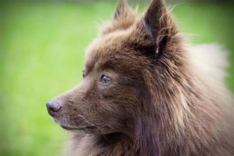 Spitz Alemão Saiba Tudo Sobre Cachorros No Blog Do Cachorro