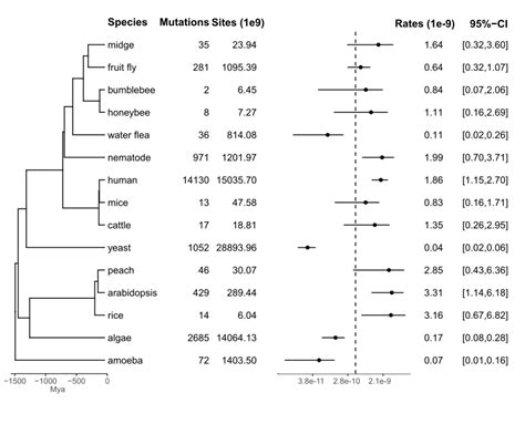 An Analysis Of Short Indel Mutation Rates For Different Species The