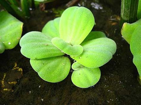 Pistia Stratiotes