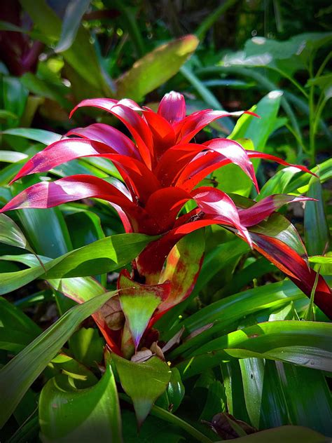Red Bromeliad Photograph By Gary Greer Fine Art America