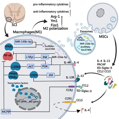 Differences Between M1 And M2 Macrophages Download Scientific Diagram