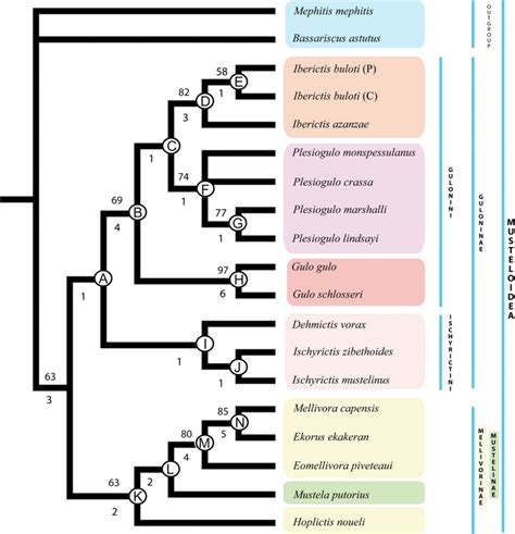 Results Of The Cladistic Analysis Performed In This Paper To Decipher