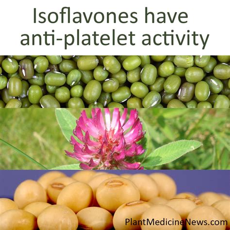 Isoflavones Platelets Red Clover Soybean Mung Bean Plant Medicine News