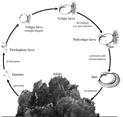 Life Cycle Of Oviparous Bivalve Filter Feeders C Gigas As