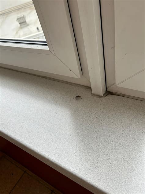 Mosquito Weevil Or Another Thing [germany] R Whatsthisbug