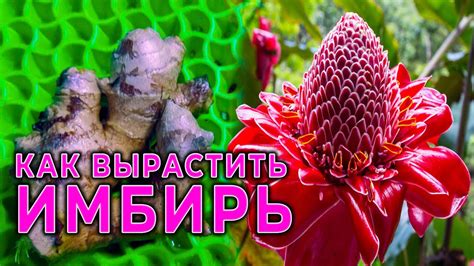 КАК ВЫРАЩИВАТЬ ИМБИРЬ В ДОМАШНИХ УСЛОВИЯХ Youtube