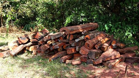 Panamá Suspende Permisos De Exportación De Cocobolo