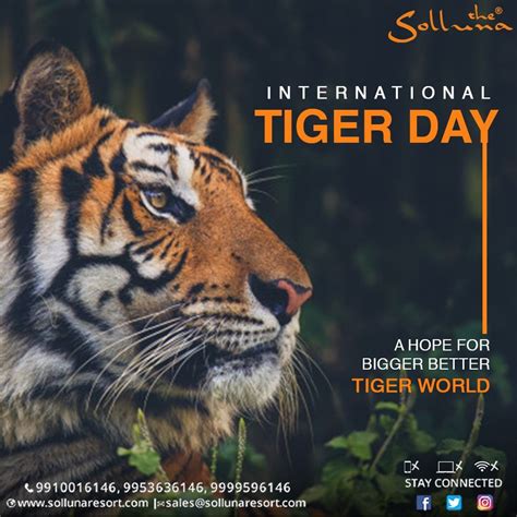 Global Tiger Day 29th July Tiger Conservation Awareness