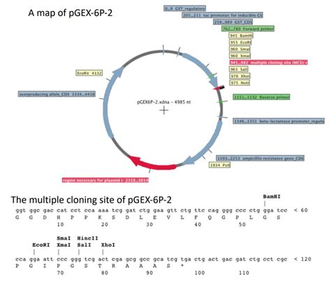 Solved The Plasmids Primers And Dna Fragments You Will Be