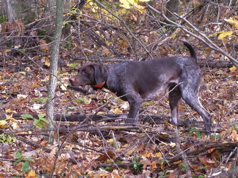 LAZY EIGHT PHOTOGRAPHY Lazy Taxidermy Com LAZY EIGHT PHOTOGRAPHY Lazy Taxidermy Com