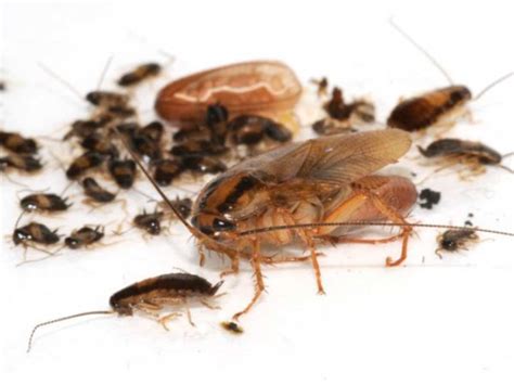 Cockroach Facts Pest Control Cape Town Pest Managers Fumigation