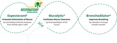 About Bronchicum Ivy Bronchicum Ivy