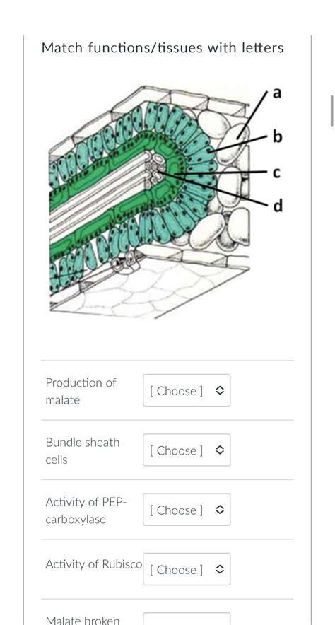 solved match functions tissues with lettersproduction of