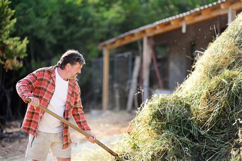 잘 생긴 성숙한 농부는 농장 뒤뜰에 피치 포크로 건초를 돌립니다 가축을 키우는 것은 농업의 전통적인 방향입니다 40 49세에 대한 스톡 사진 및 기타 이미지 Istock