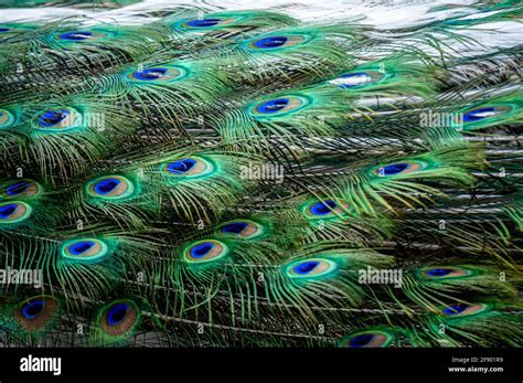 Male Peacock Feathers