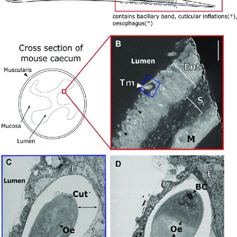 The Correlative Workflow Allows Location And Identification Of Key