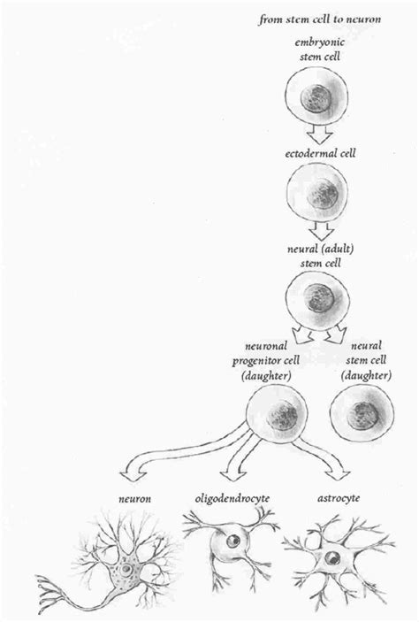 Stem Cell Connection