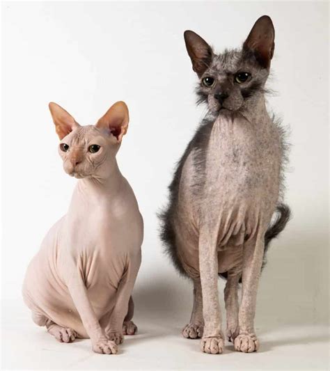 Timeline Of Modern Cat Breeds Cat Explore