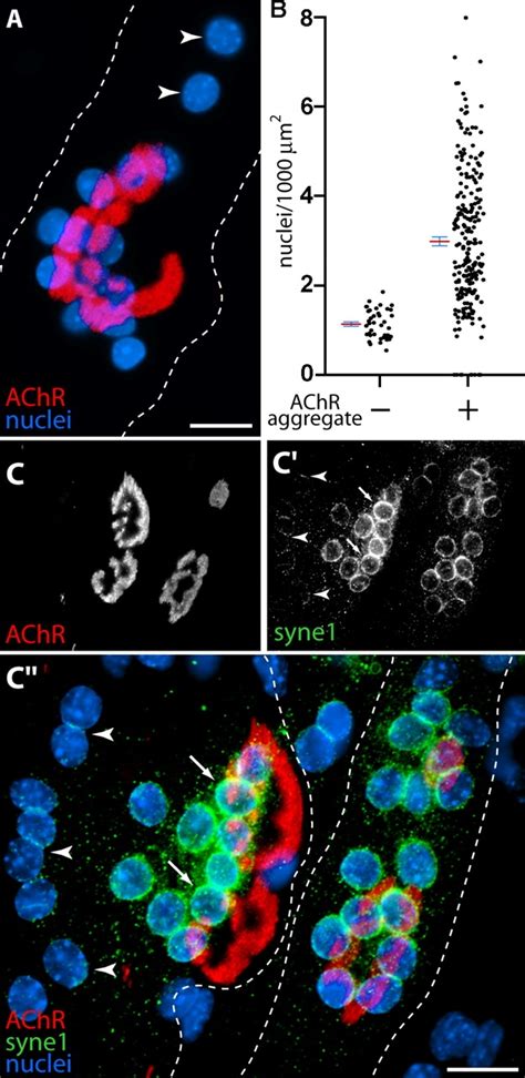 Molecularly Specialized Nuclei Cluster At Achr Aggregates In Aneural Download Scientific