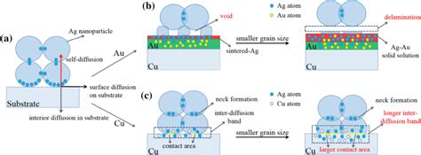 Schematic Illustration Of Diffusion Bonding Of Ag Joint A Ag Atoms Download Scientific Diagram