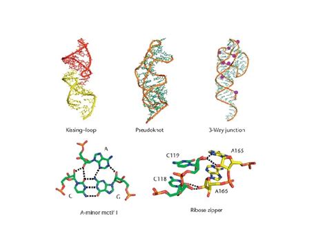 Rna Tertiary Structure Additional Motifs Of Tertiary Structure