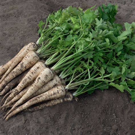 Panorama Organic F1 Parsnip Seed Seedsday