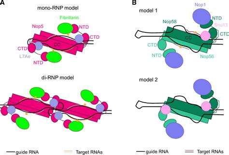 Figure 1 From High Resolution Structure Of Eukaryotic Fibrillarin Interacting With Nop56 Amino