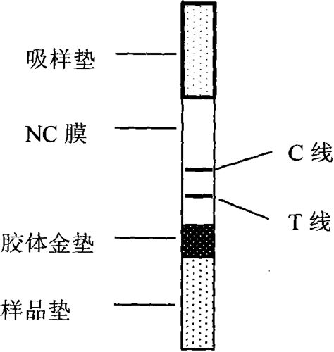 rapid quantitative detection device and detection method for