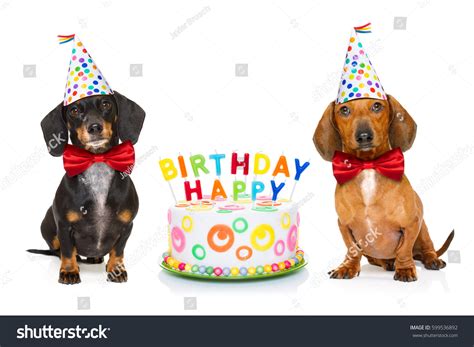 Happy Birthday Dachshund 1 204 Images Photos Et Images Vectorielles