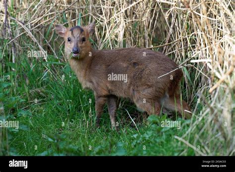 Reeves Muntjac Fawn Also Known As Barking Deer And Mastreani Deer